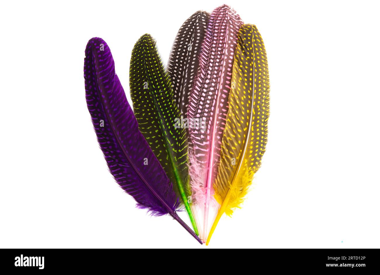 colored bird feather isolated on white background Stock Photo - Alamy