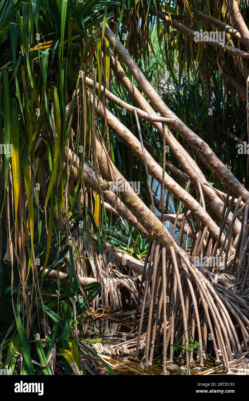 Pandarus tree at the Fairchild Tropical Botanic Garden, Miami, Florida ...