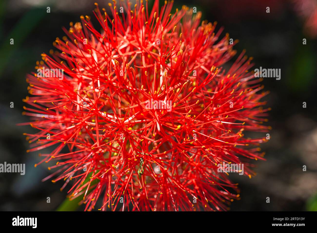 Blood lily hi-res stock photography and images - Alamy