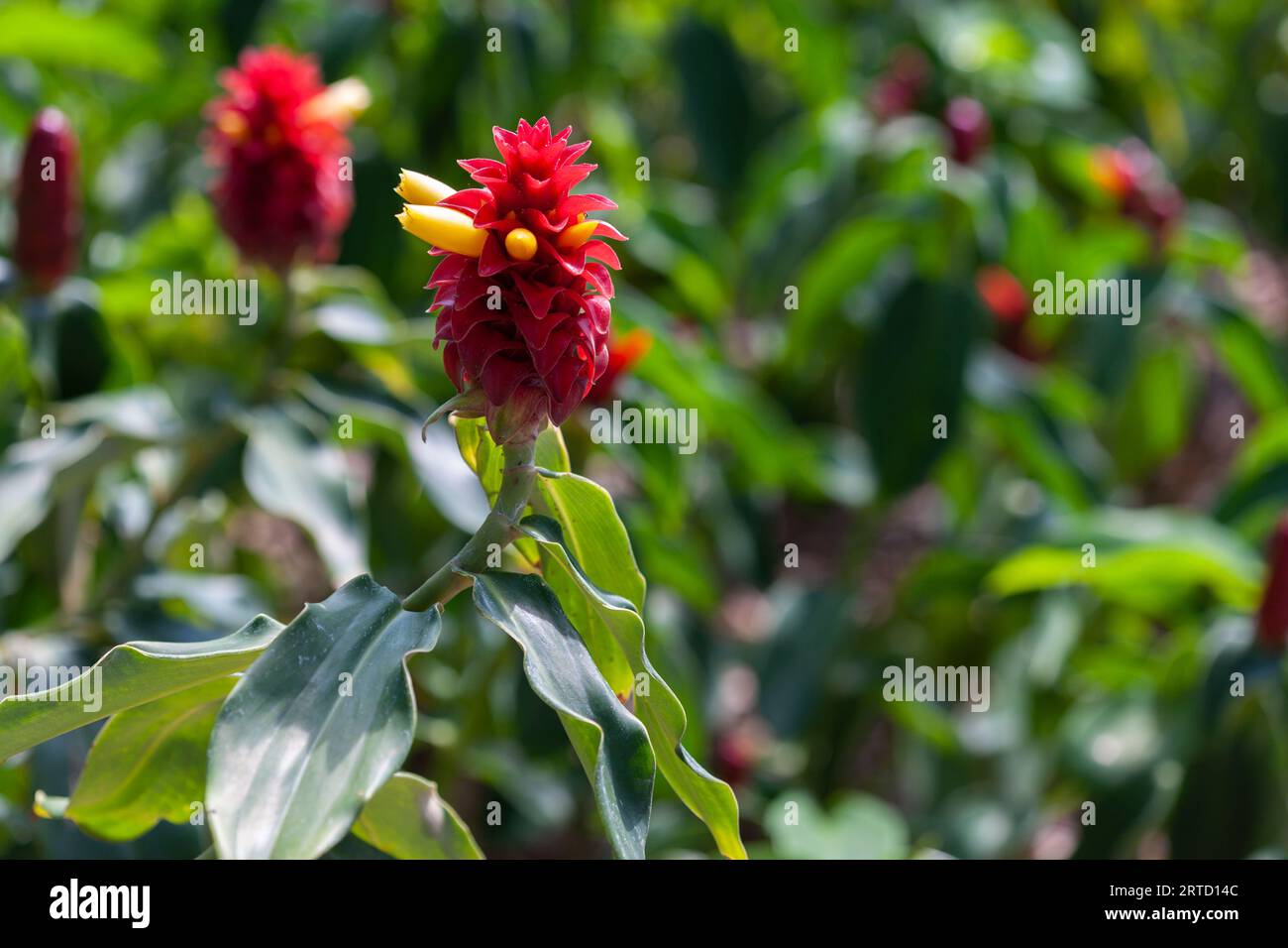 Exotic tropical flower, Fairchild Tropical Garden, Miami, Florida Stock ...
