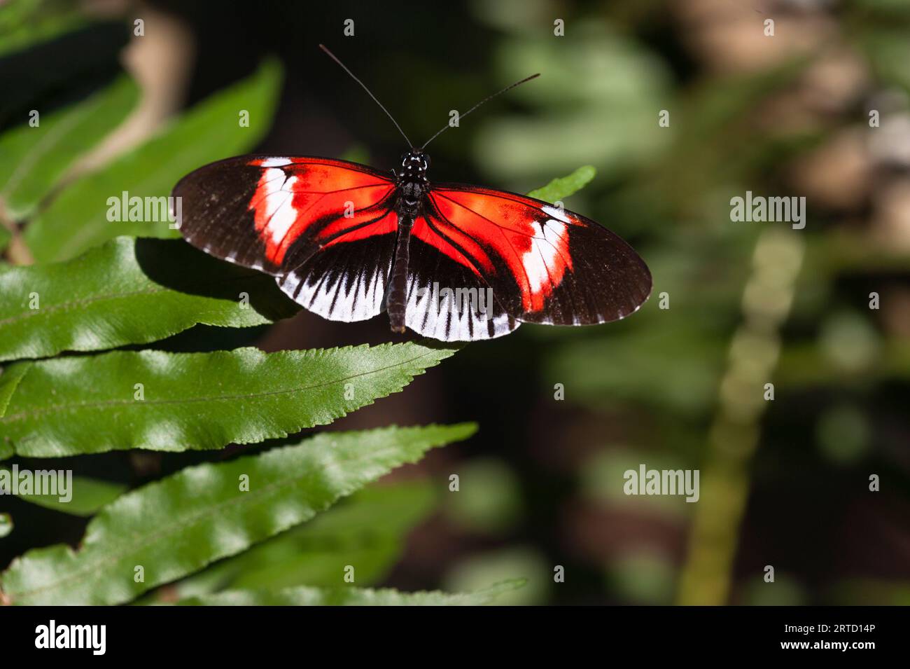 Piano key butterfly hi-res stock photography and images - Alamy