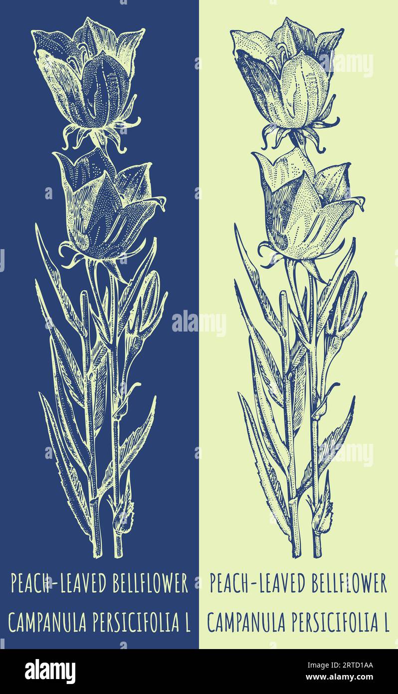 Vector drawings PEACH-LEAVED BELLFLOWER. Hand drawn illustration. Latin ...