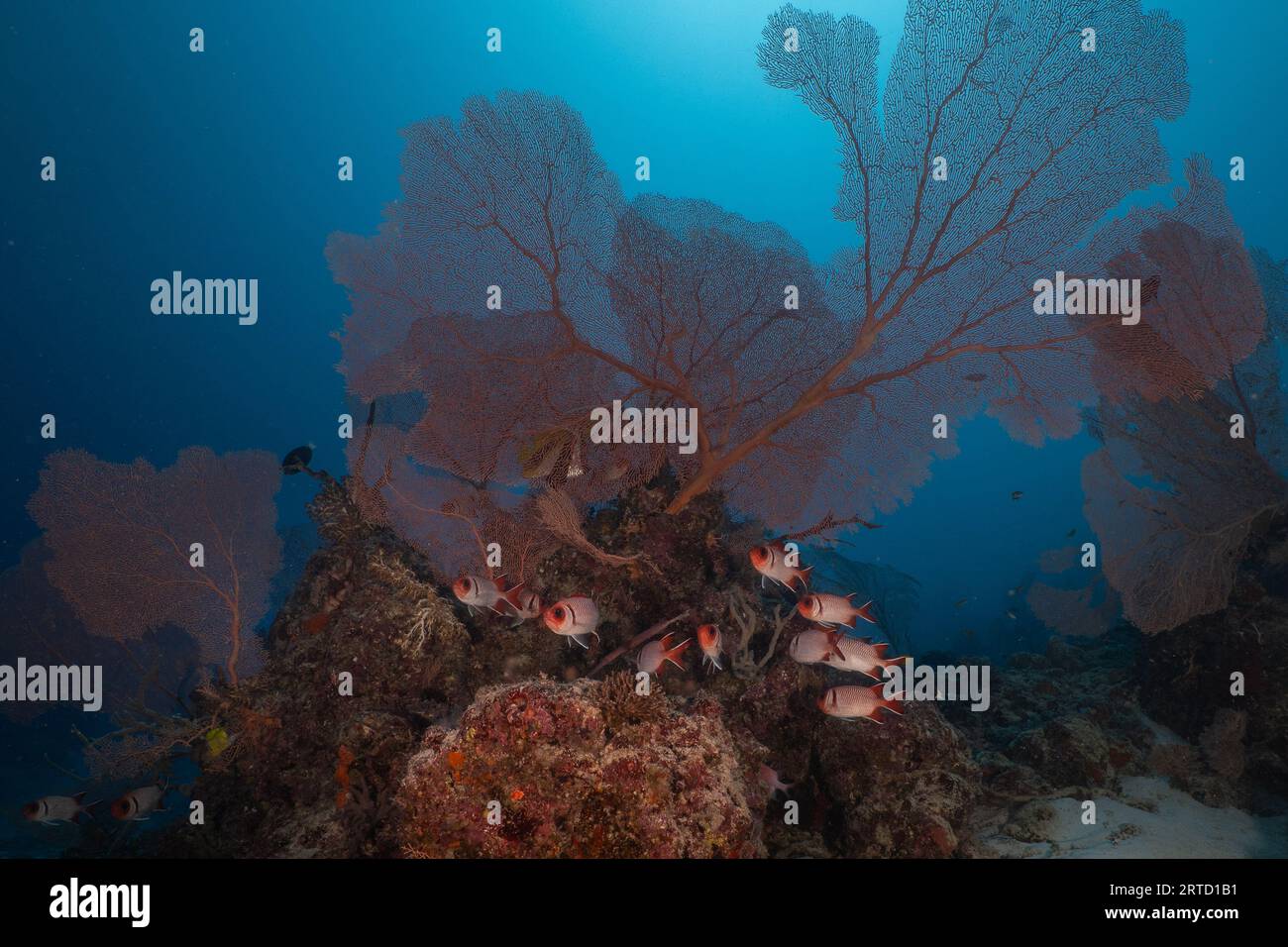 Scubadiving at Boueni Passage Mayotte Lagoon Indian Ocean great mix of ...