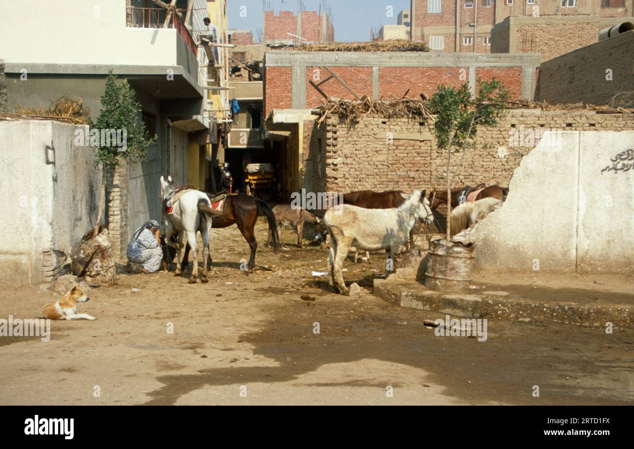 Horse stables near the Pyramids at Giza Cairo Egypt Stock Photo - Alamy