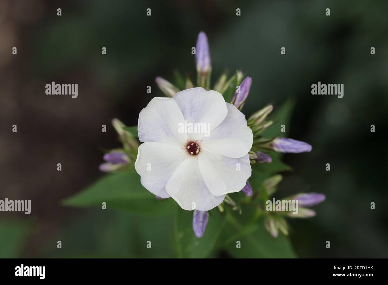 Close-up of a single white phlox paniculata flower with its lilac buds ...