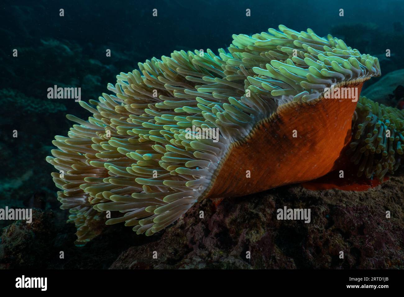 Fish dive ballet hi-res stock photography and images - Alamy