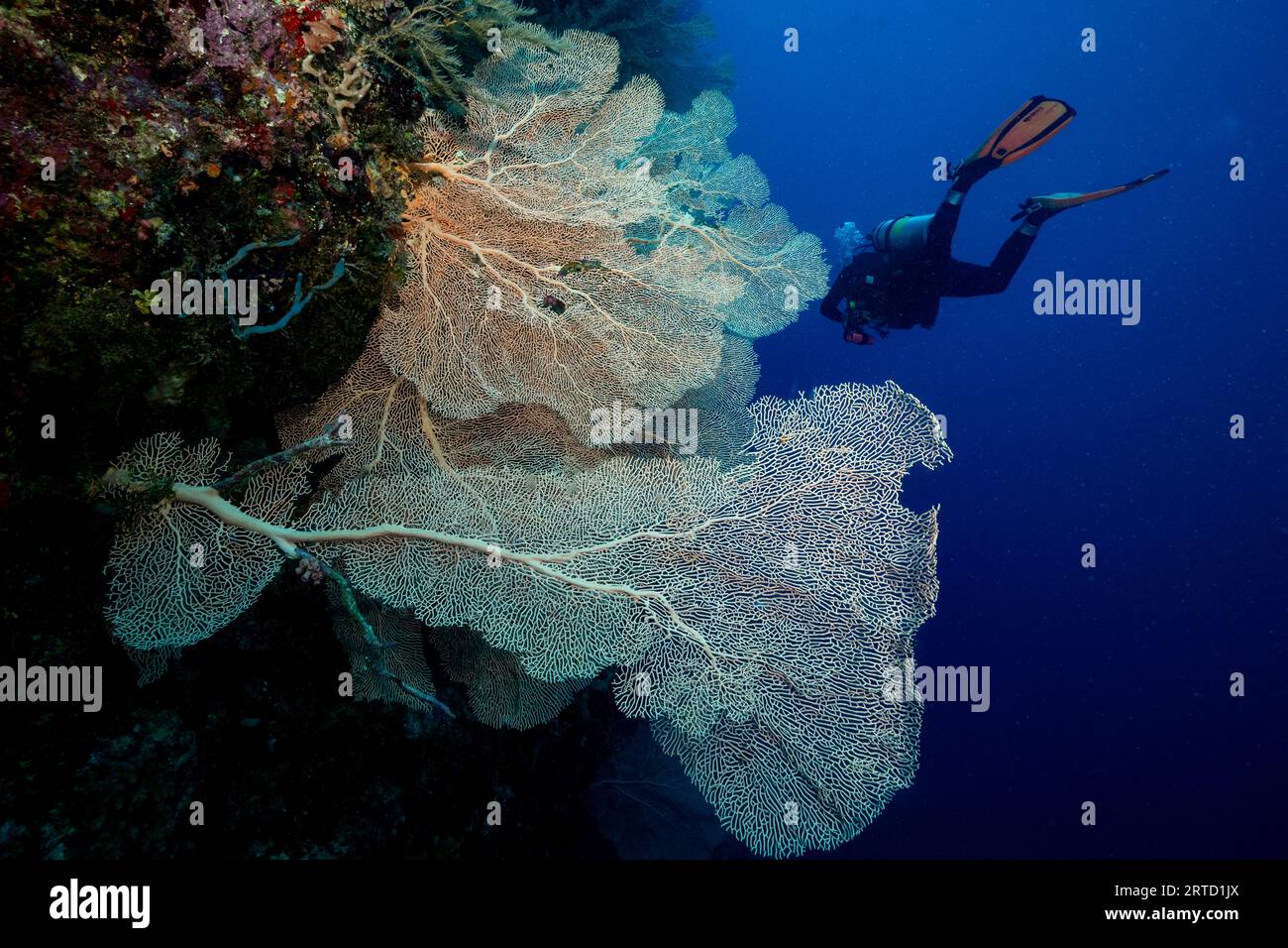 Scubadiving at Boueni Passage Mayotte Lagoon Indian Ocean great mix of ...