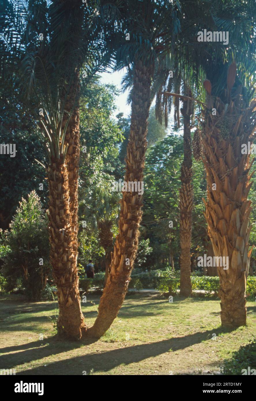 Date Palm trees on Elephantine Island Aswan Egypt Stock Photo - Alamy