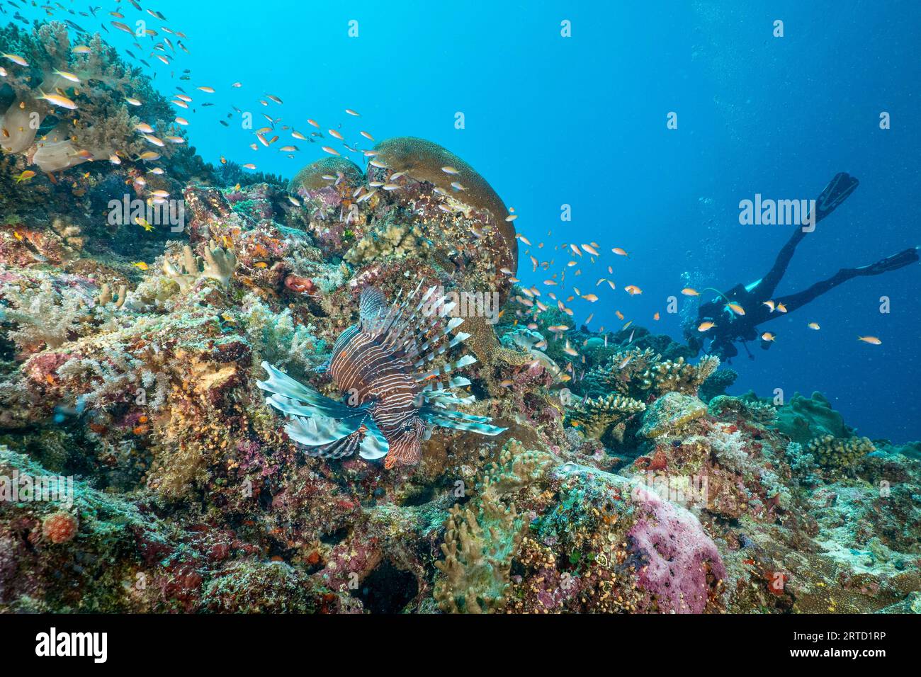 Scubadiving at Boueni Passage Mayotte Lagoon Indian Ocean great mix of ...