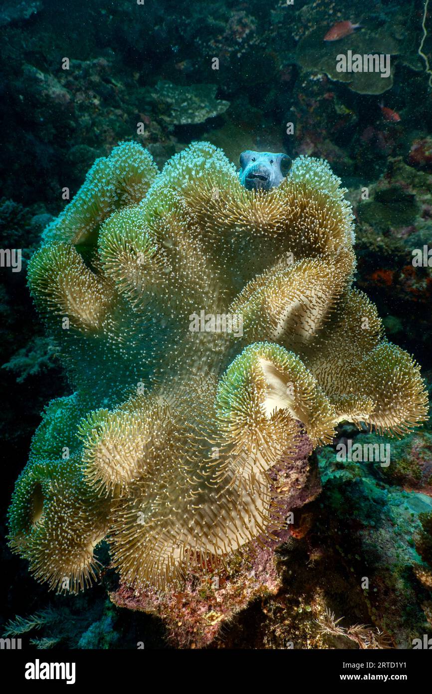 Fish dive ballet hi-res stock photography and images - Alamy