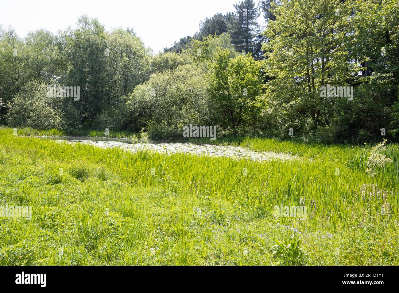 Old tramway now footpath and nature reserve linking Bamber Bridge to ...