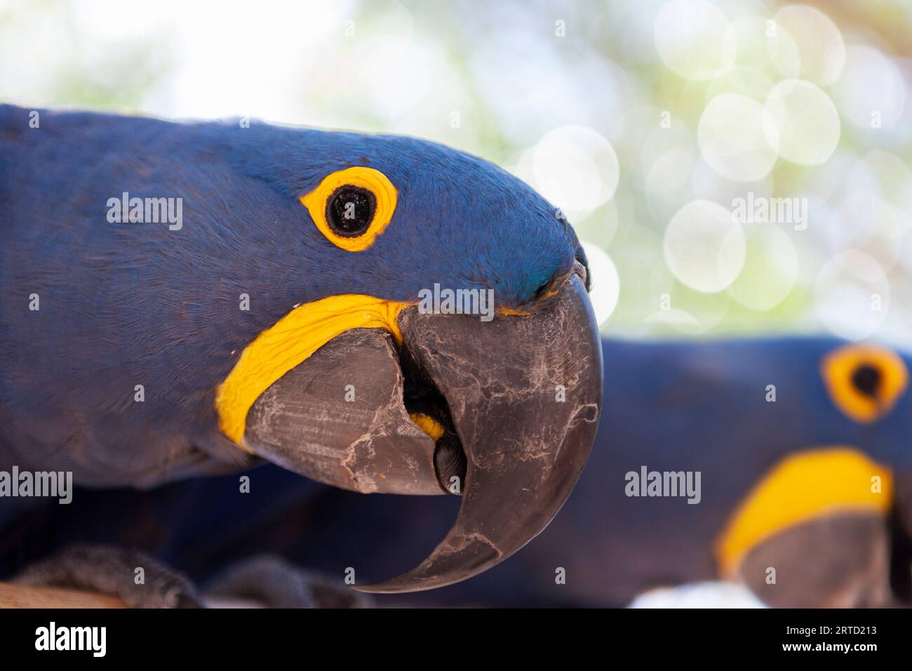 Blue and yellow macaw miami hi-res stock photography and images - Alamy
