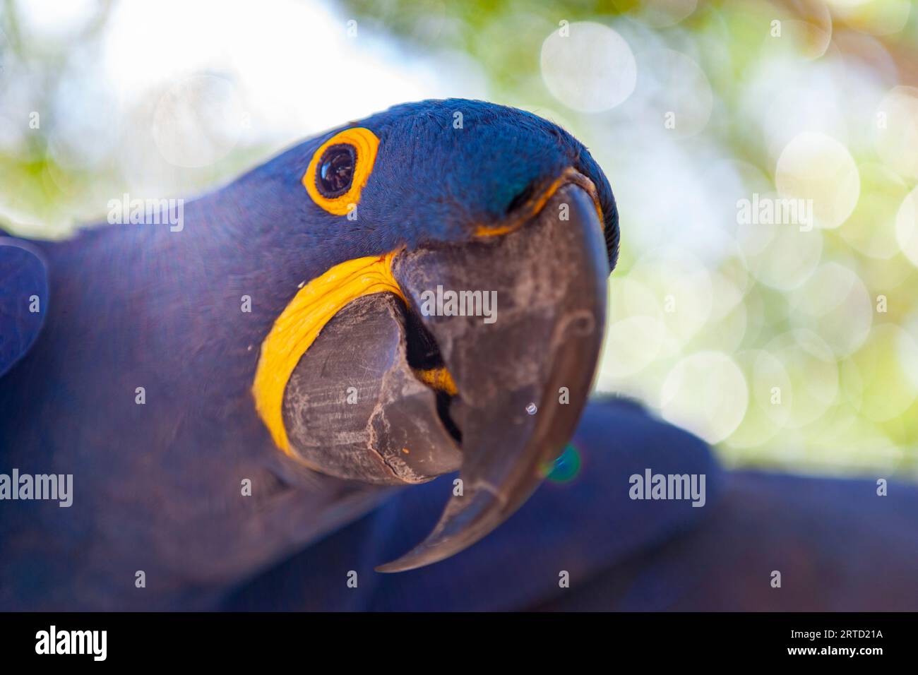 Blue and yellow macaw miami hi-res stock photography and images - Alamy