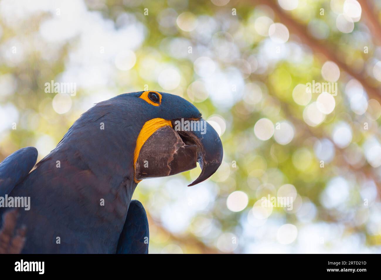 Blue and yellow macaw miami hi-res stock photography and images - Alamy