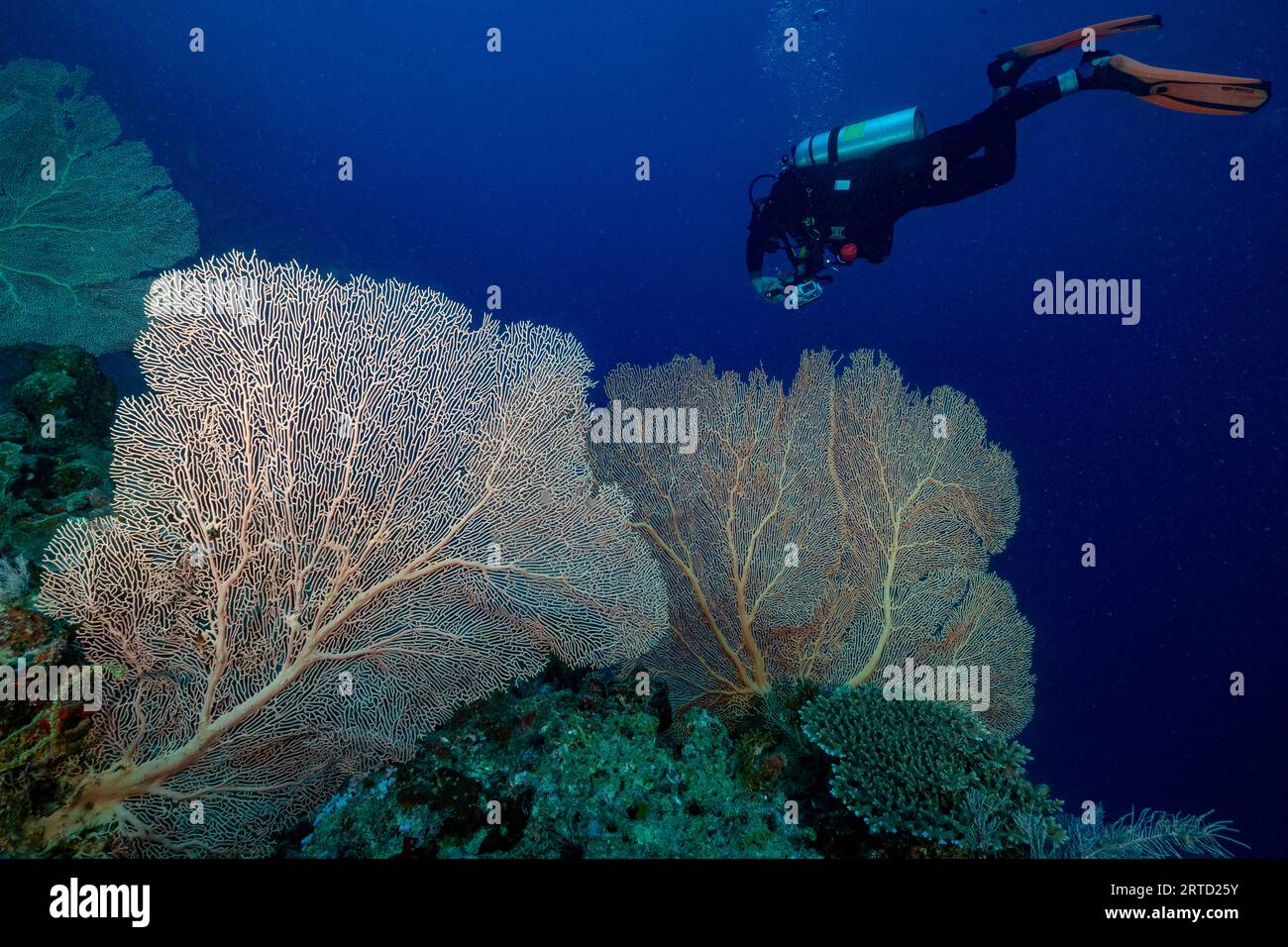 Scubadiving at Boueni Passage Mayotte Lagoon Indian Ocean great mix of ...