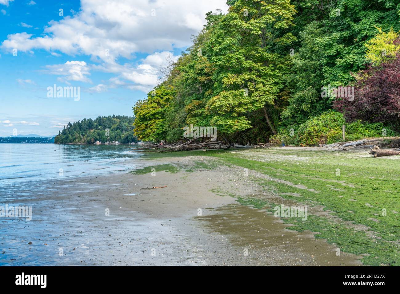 A landscape shot of trees along the shore at Dash Point State Park in ...