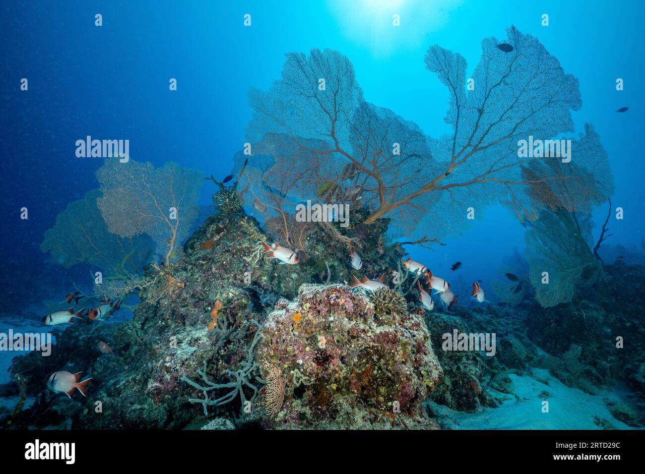 Scubadiving at Boueni Passage Mayotte Lagoon Indian Ocean great mix of ...