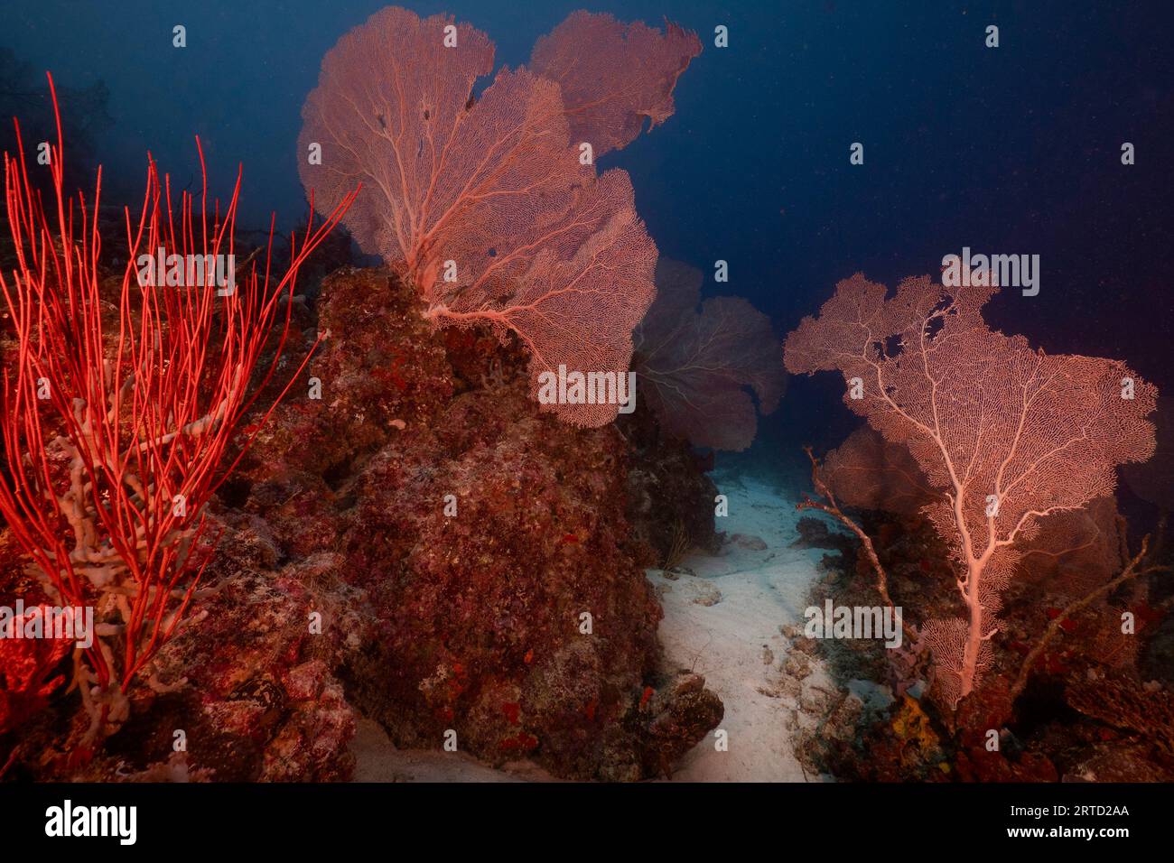 Scubadiving at Boueni Passage Mayotte Lagoon Indian Ocean great mix of ...