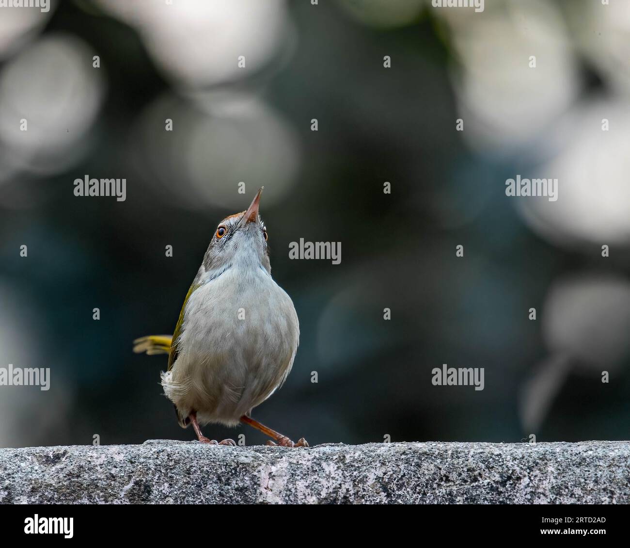 Long beak towards hi-res stock photography and images - Alamy