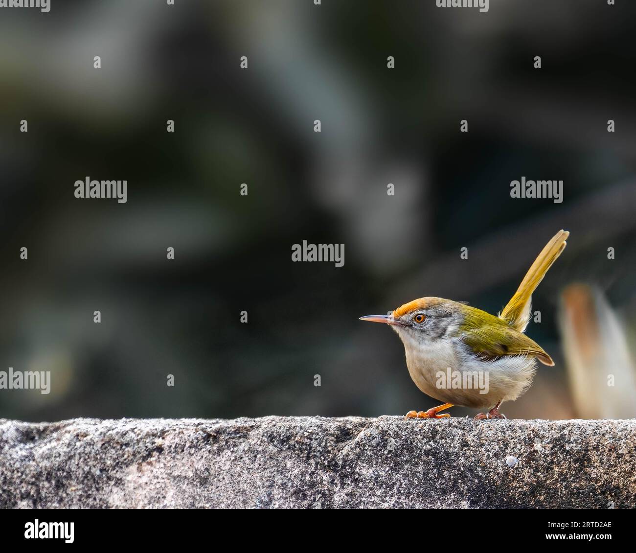 A Tailor bird with its tail up Stock Photo - Alamy