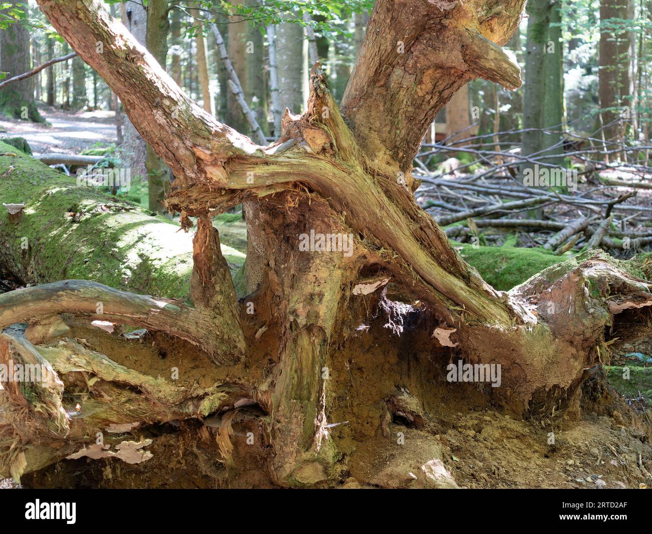 Root system with soil of a tree that fell due to a storm, Bavarian ...