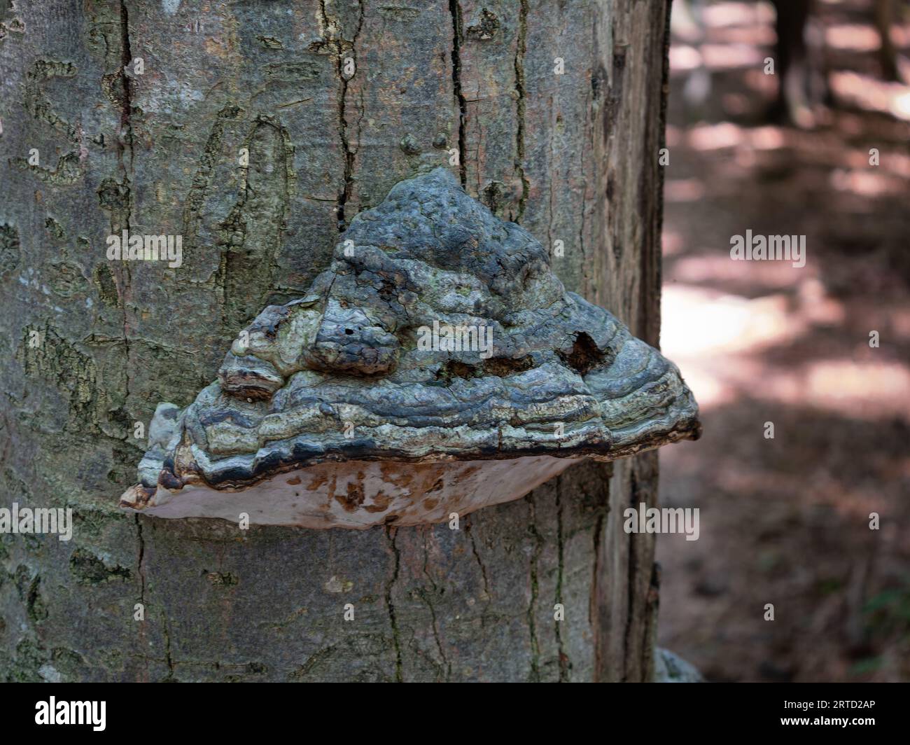 Tree fungus Phellinus igniarius, on a dead tree. Bavarian Forest ...
