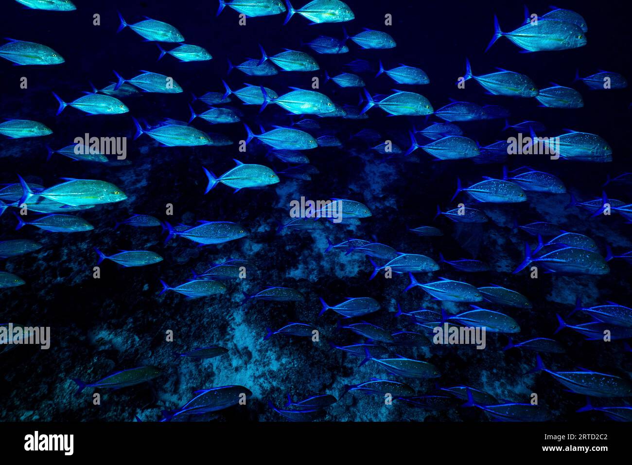 Scubadiving at Boueni Passage Mayotte Lagoon Indian Ocean great mix of ...