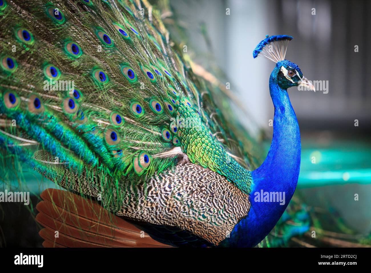 Blue peacock with tail open Stock Photo - Alamy