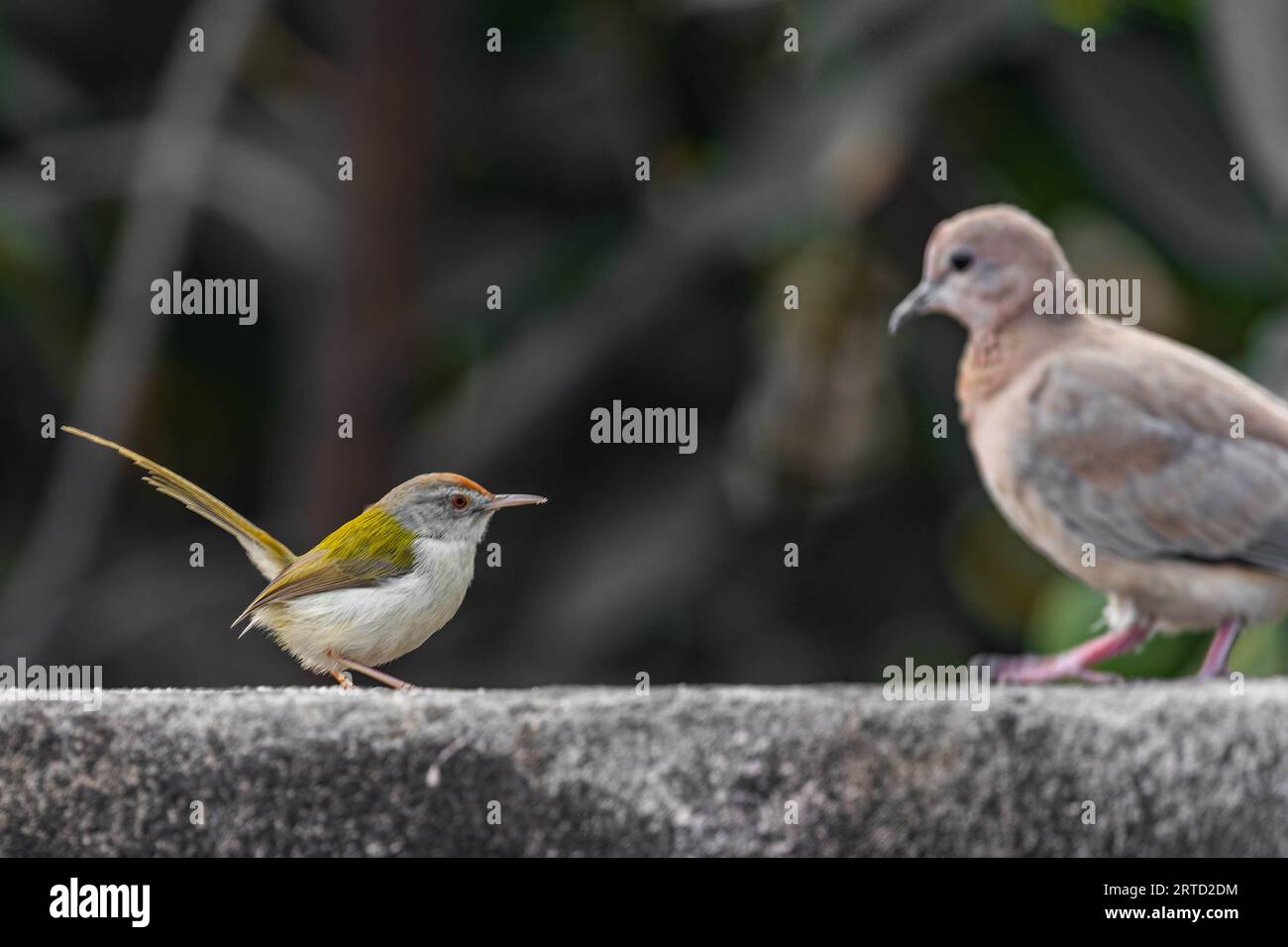 A Tailor bird in conversation with laughing Dove Stock Photo - Alamy