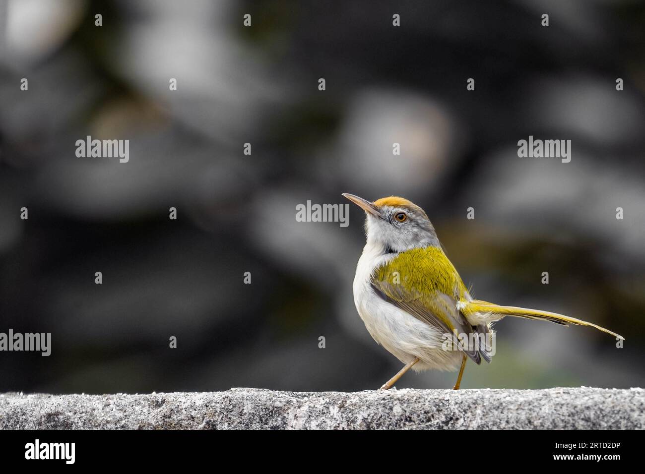 A tailor bird looking back from a wall Stock Photo - Alamy