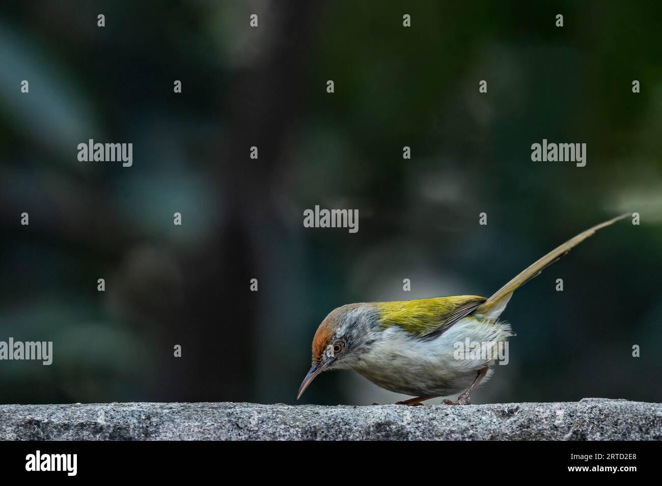 Common tailor bird nest hi-res stock photography and images - Alamy