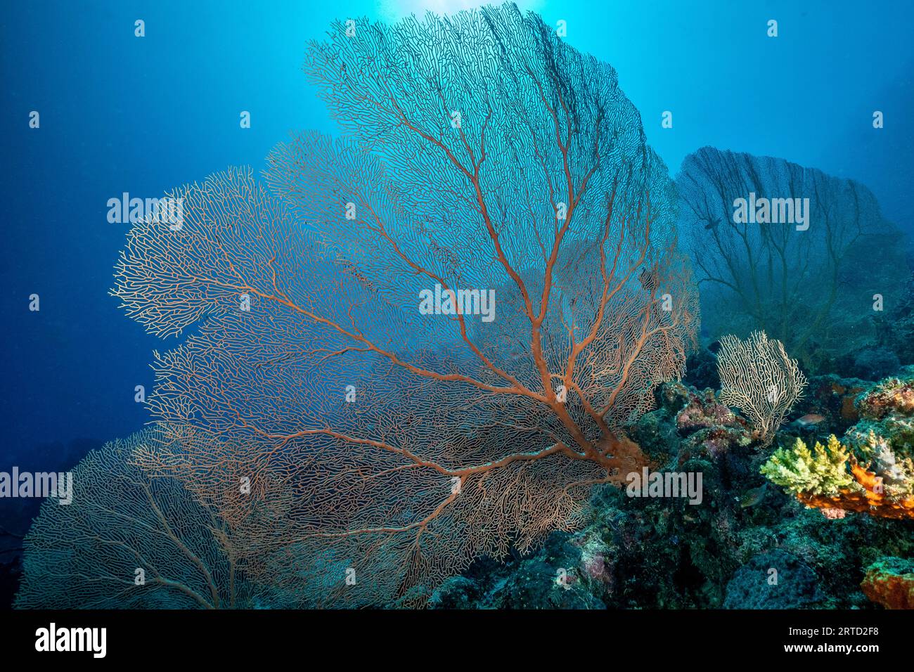 Scubadiving at Boueni Passage Mayotte Lagoon Indian Ocean great mix of ...