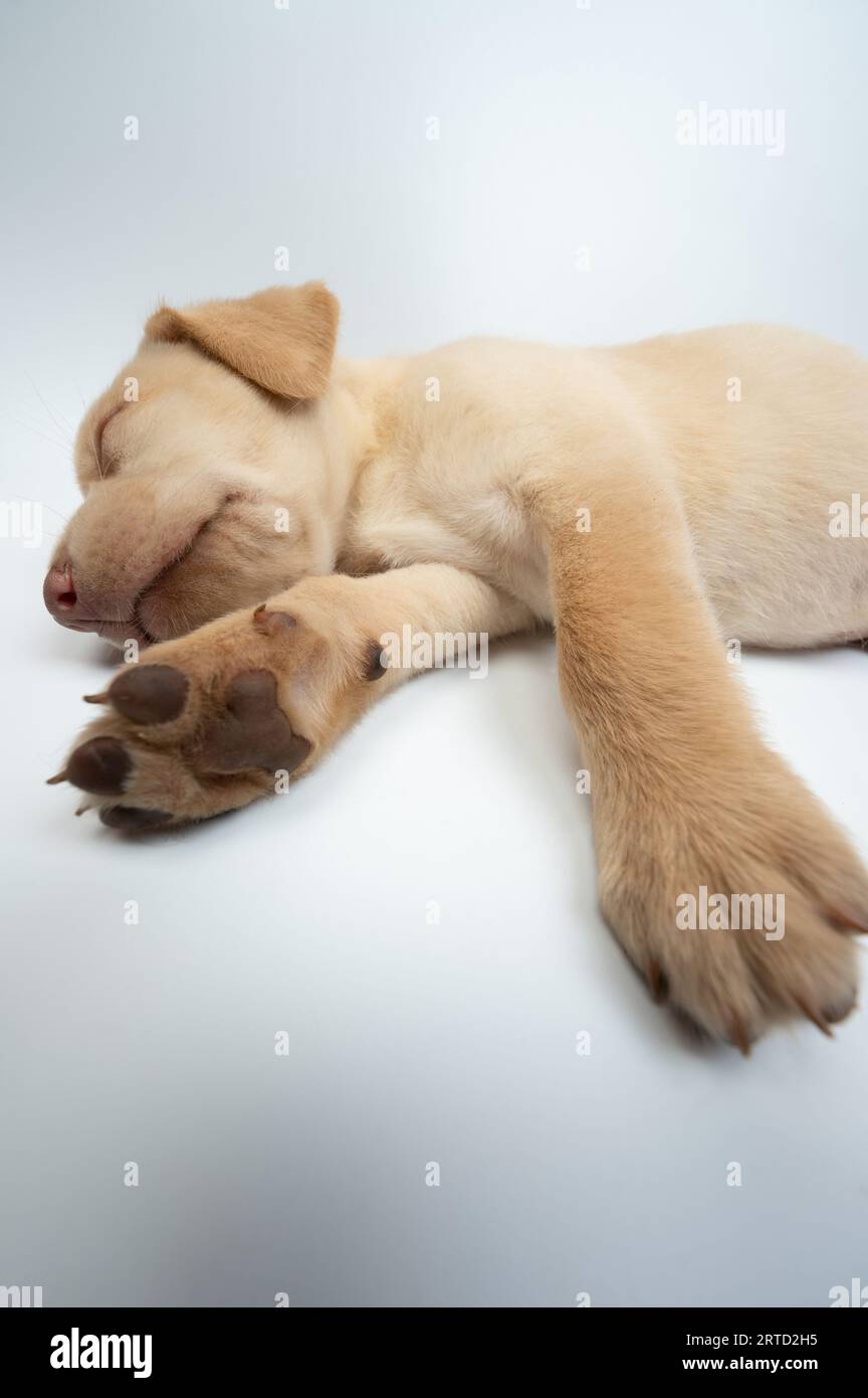 Paws of sleeping labrador dog isolated on white studio background Stock ...
