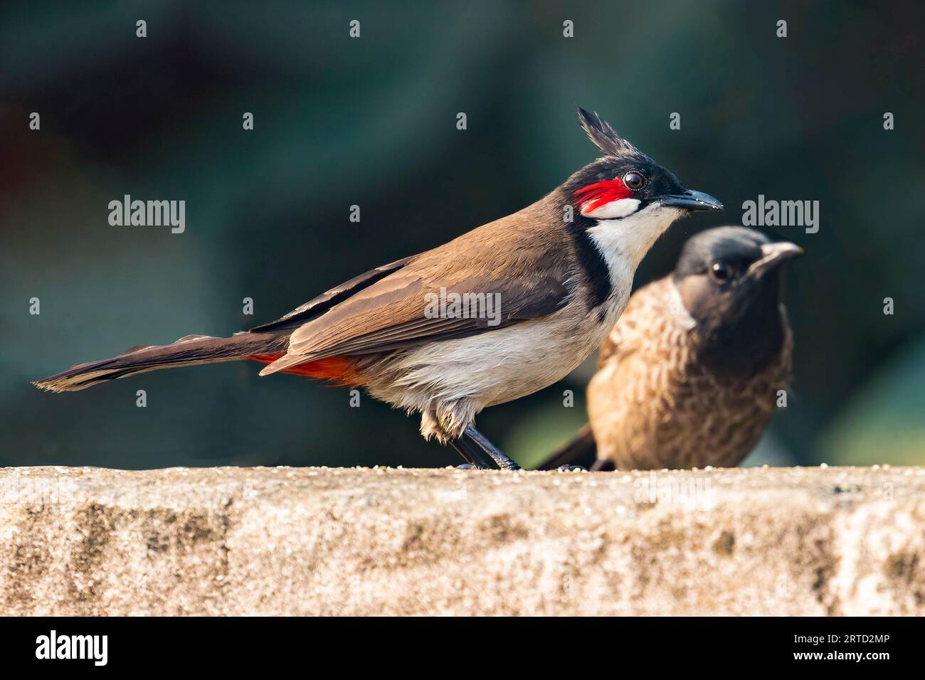 Side whiskered hi-res stock photography and images - Alamy