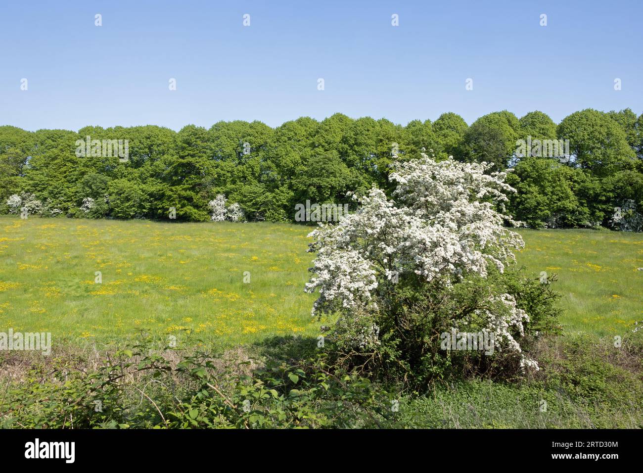 Hawthorn Trees flowering beside an old tramway now footpath leading ...