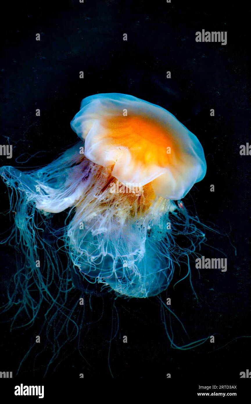 Lion's mane jellyfish (Cyanea capillata) from the coastal waters of ...