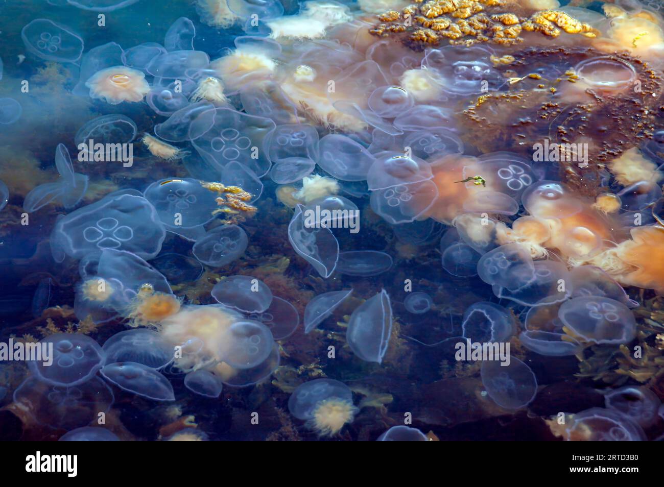 Moon jellyfish (Aurelia aurita) and a few Lion's mane jellyfish (Cyanea ...