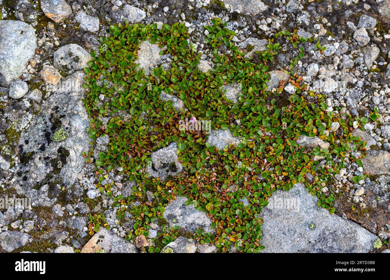 Dwarf Willow (Salix herbacea) from Aurlandsfjellet (Hardamngervidda ...