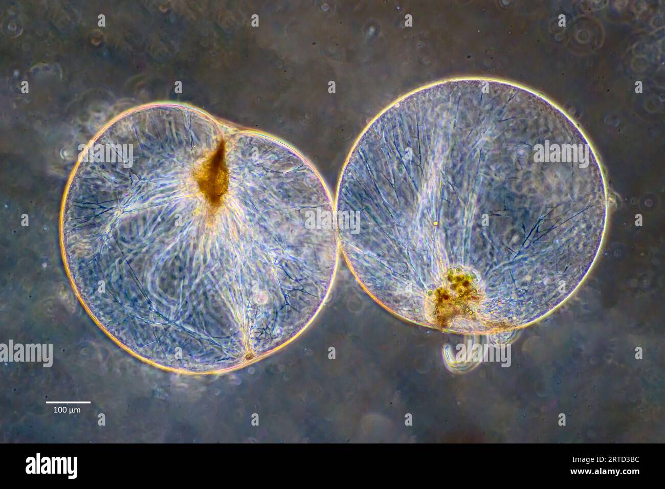 Dinoflagellates hi-res stock photography and images - Alamy