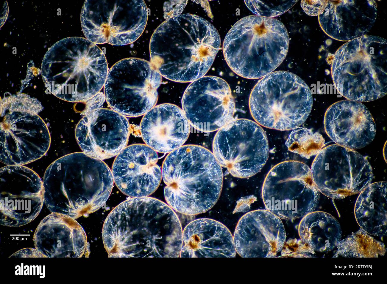 The bioluminescent dinoflagellates Noctiluca scintillans sampled from ...