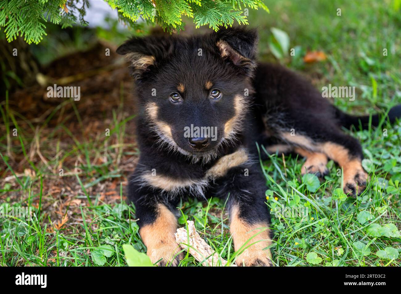 Cute black puppy, Bohemian shepherd dog, two months old, lying on grass ...
