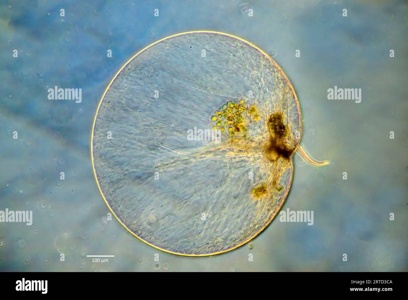 Bioluminescent microorganism hi-res stock photography and images - Alamy