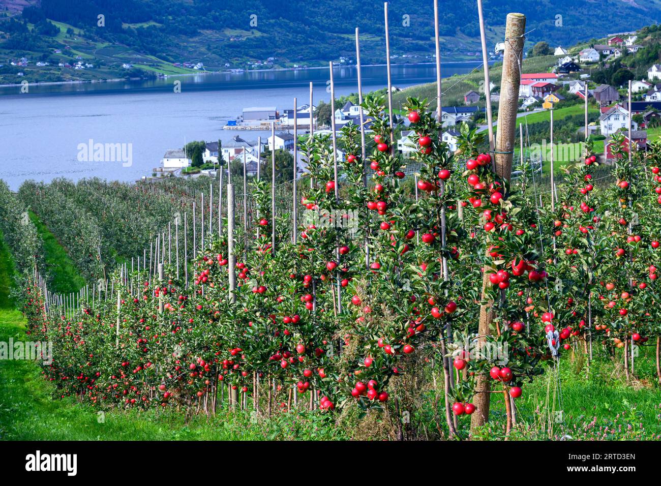 Growing apples in beautiful Hardanger. Photo from Ullensvang (Vestland ...