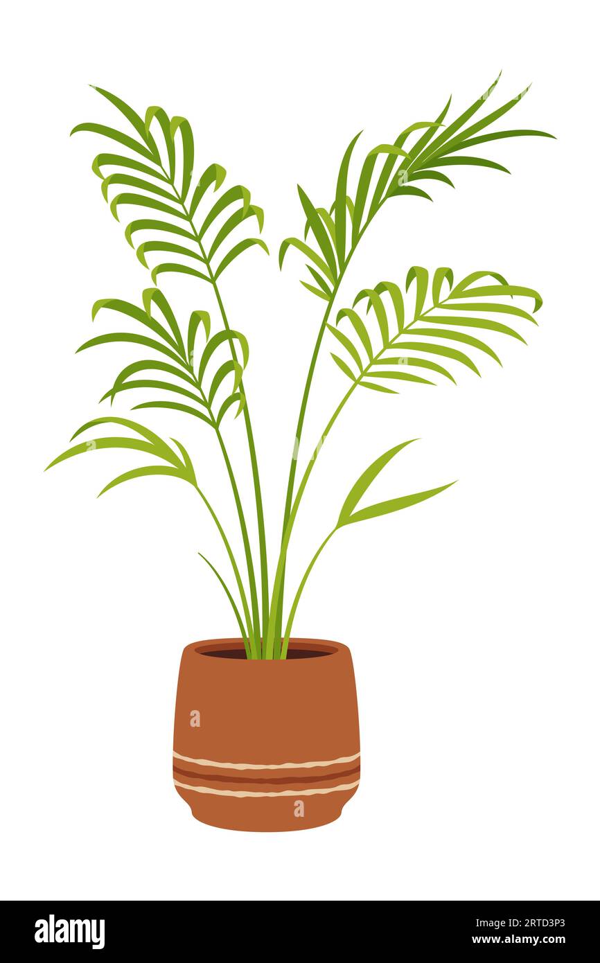 Nikau palm in pot, vector tropical plant with feather-like leaves and a ...