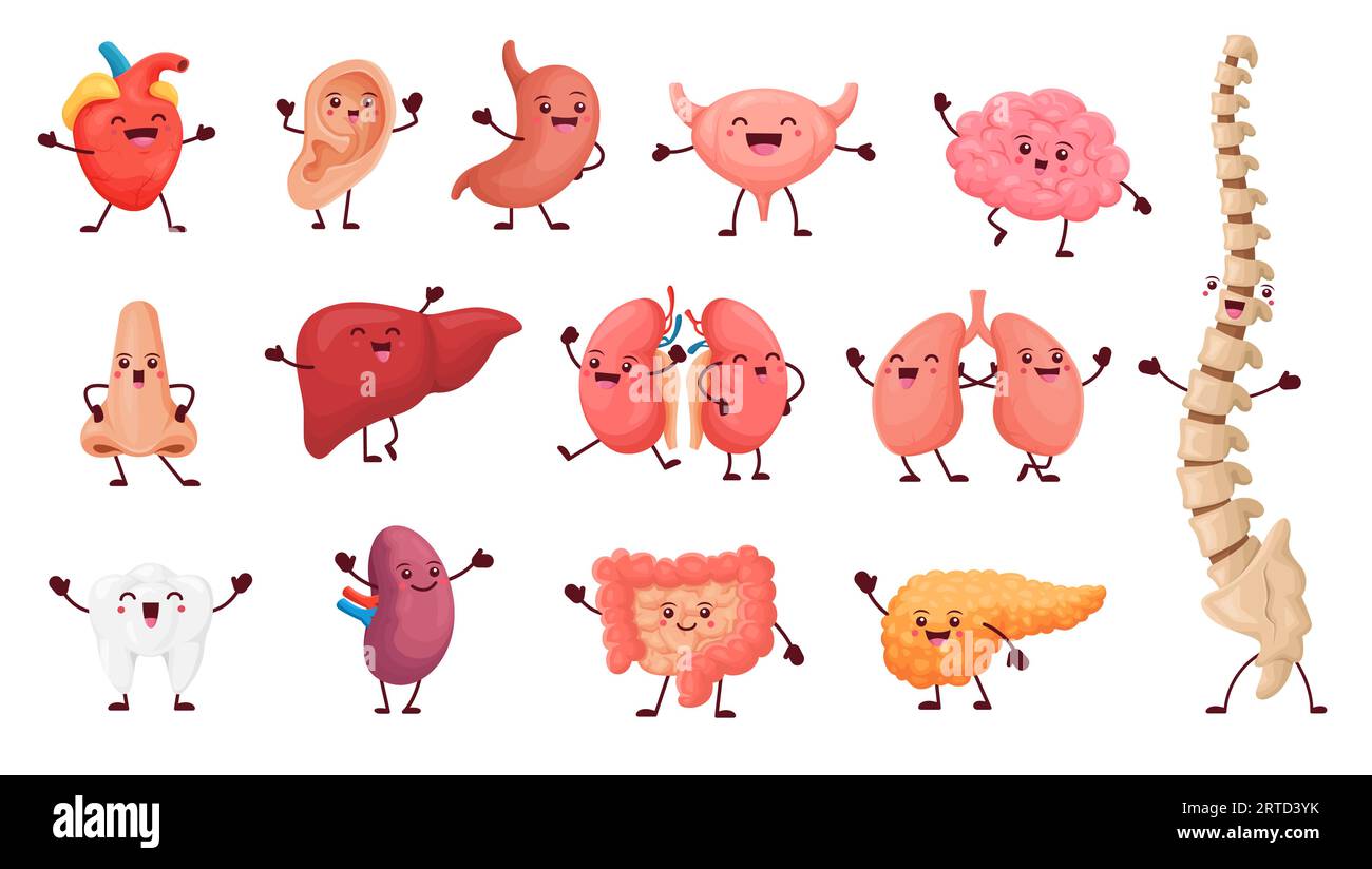 Cartoon organ characters with happy faces, cute anatomy. Internal body ...
