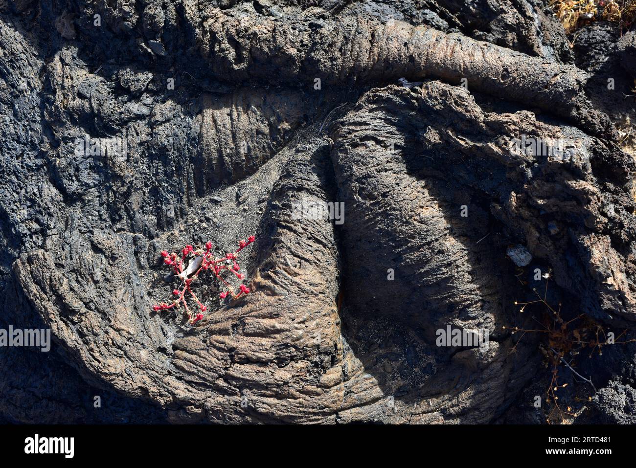 Lava cordada hi-res stock photography and images - Alamy