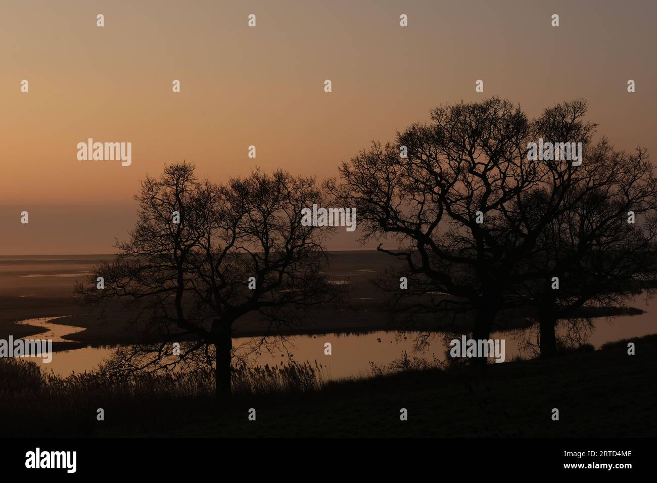 Trees in silhouette, Elmley, Isle of Sheppey, Kent, England Stock Photo ...