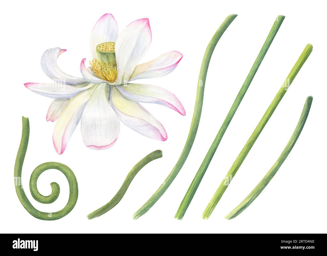 Set of pink lotus parts for creating compositions. Blooming flower ... Set of pink lotus parts for creating compositions. Blooming flower ...