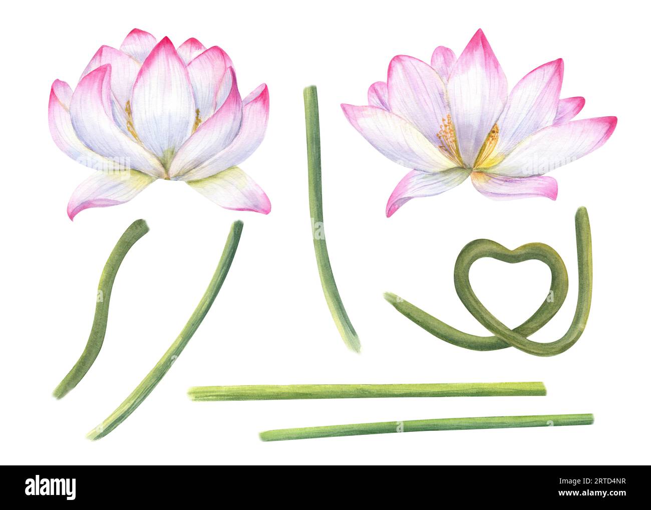 Set of pink lotus parts for creating compositions. Blooming flower ... Set of pink lotus parts for creating compositions. Blooming flower ...
