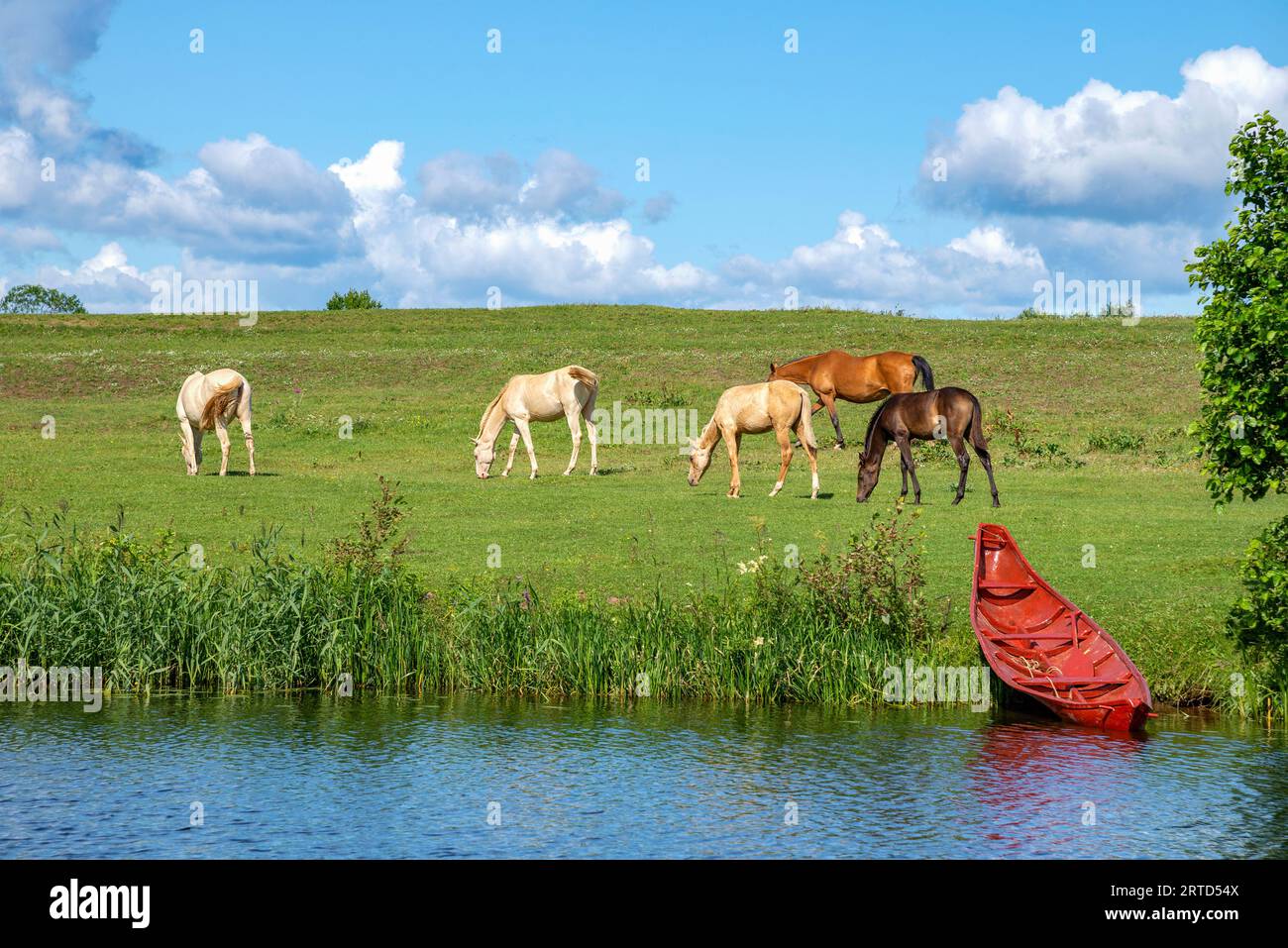 Horses walking on meadow hi-res stock photography and images - Alamy